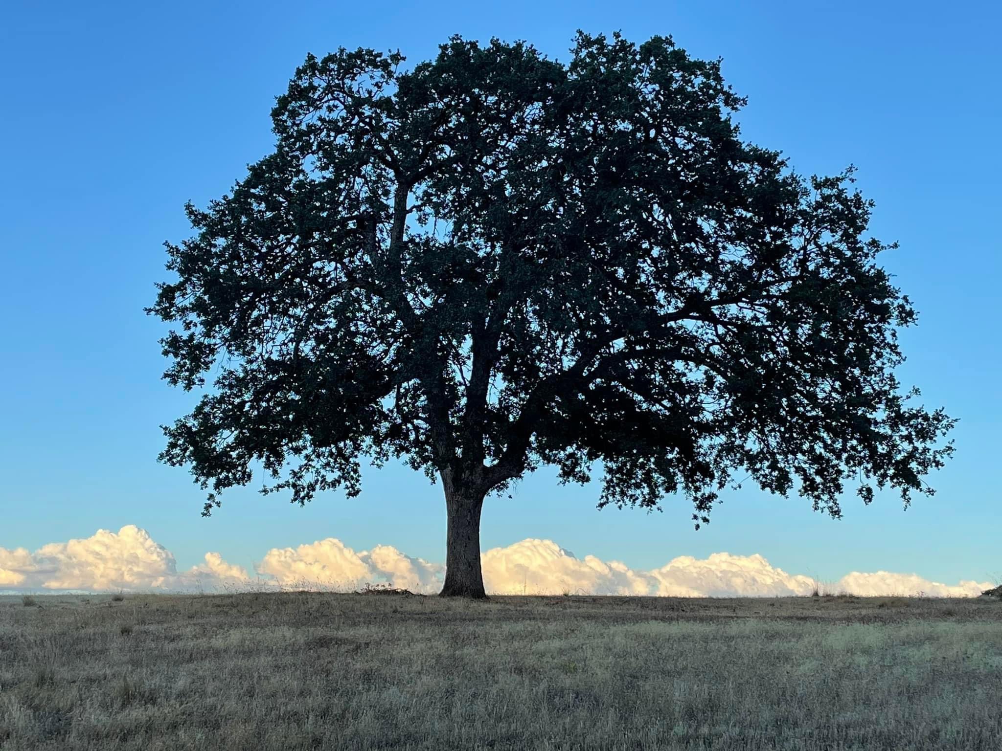 The Oak Tree – Commune In The Garden
